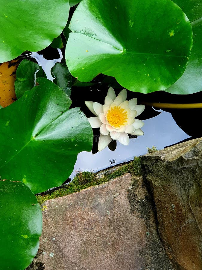 Hidden lotus flower stock photo. Image of white, lotus - 243461388