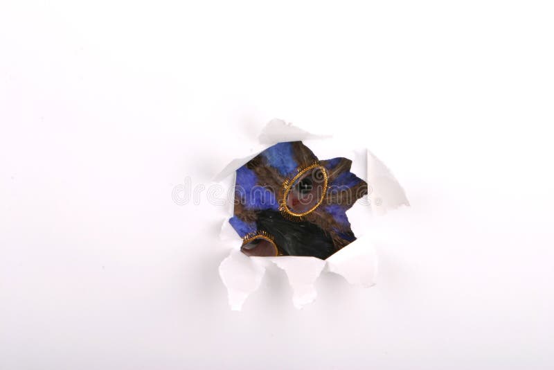 Hidden Mask stock image. Image of scary, party, celebration - 70031