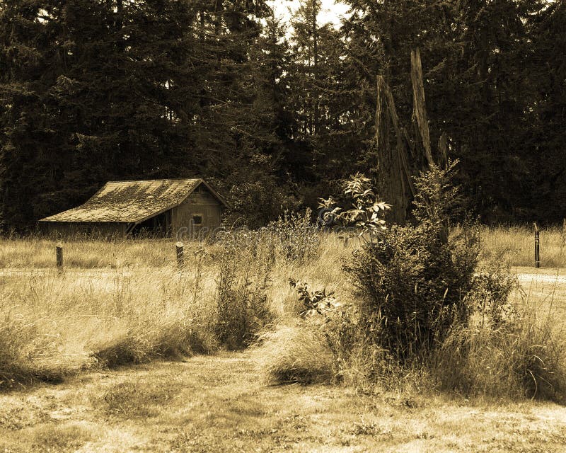 Hidden Meadow stock image. Image of contrast, forest - 13166935