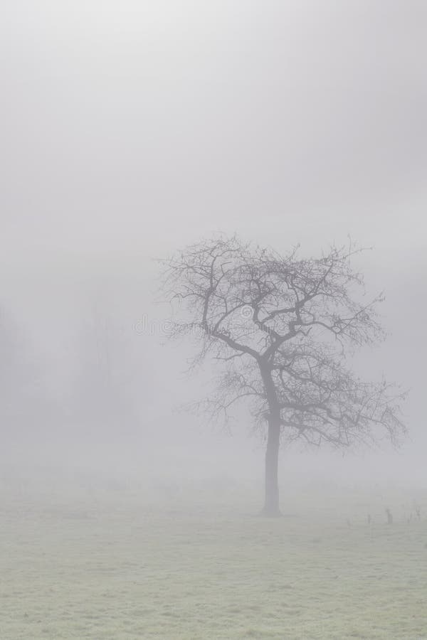 Hidden in mist stock photo. Image of misty, nature, mist - 17112712