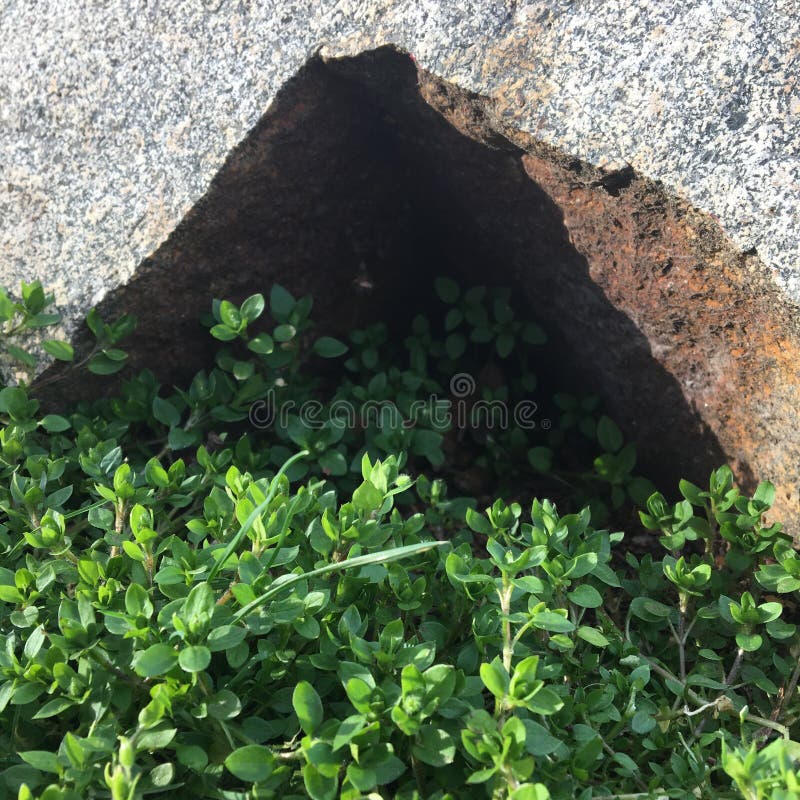 Hidden Nook stock image. Image of spring, weeds, nook - 88535785