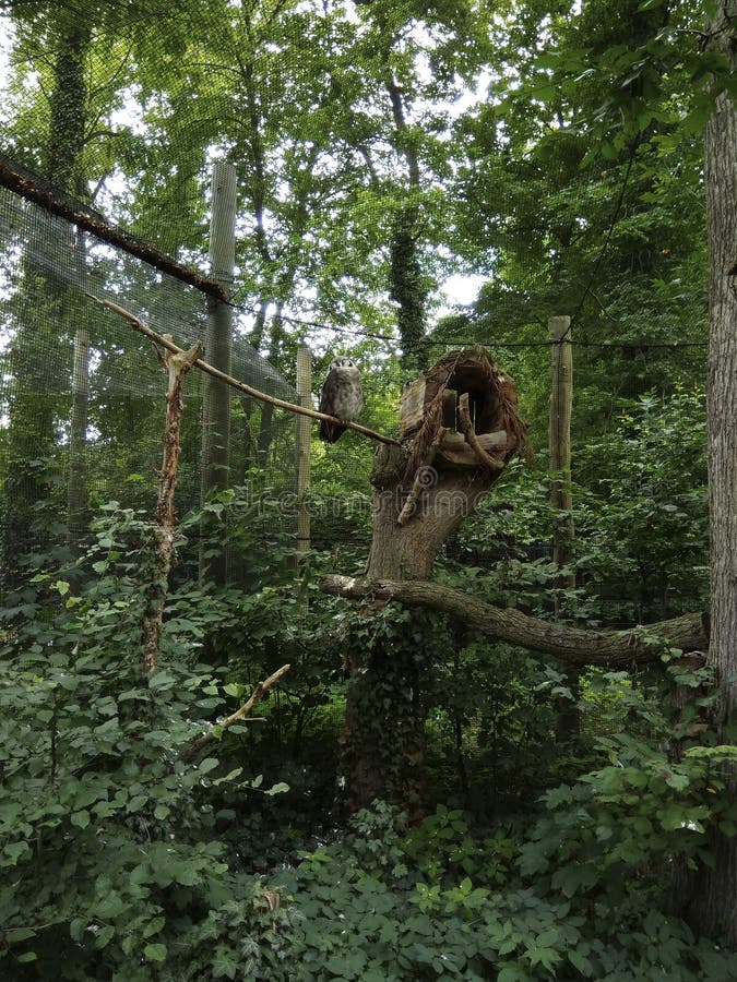 Hidden owl stock image. Image of backgrounds, trees - 139032543