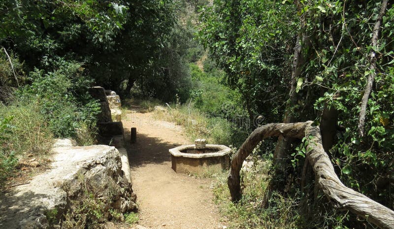 Hidden Path stock photo. Image of hidden, forest, path - 11361998