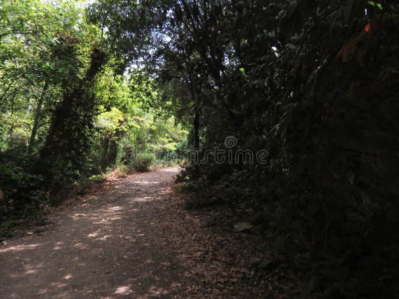 Hidden Path stock photo. Image of hidden, forest, path - 11361998
