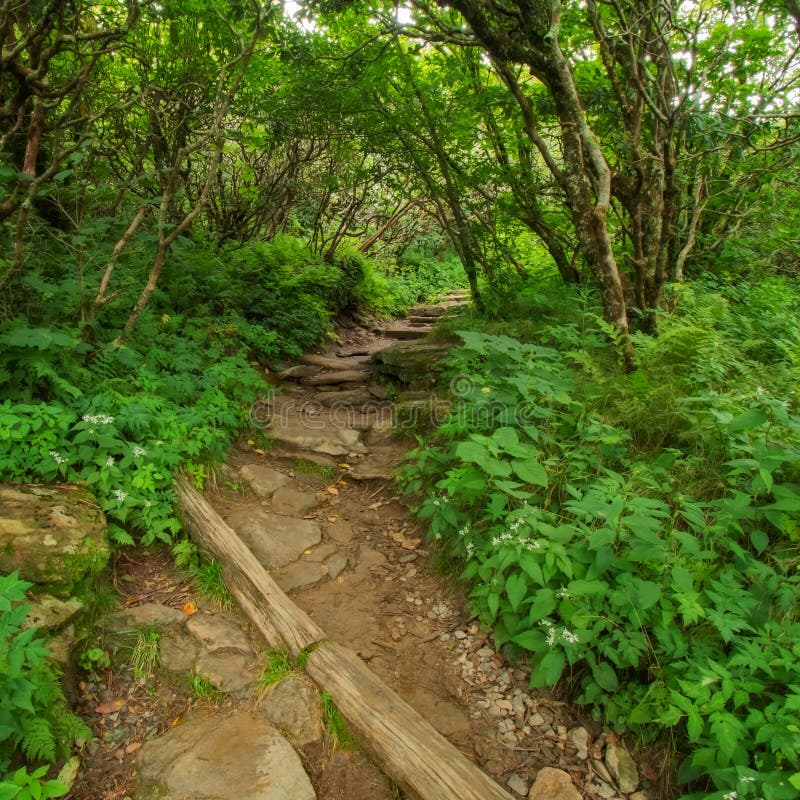 Hidden Pathway in the Forest Stock Photo - Image of outdoor, scenic ...