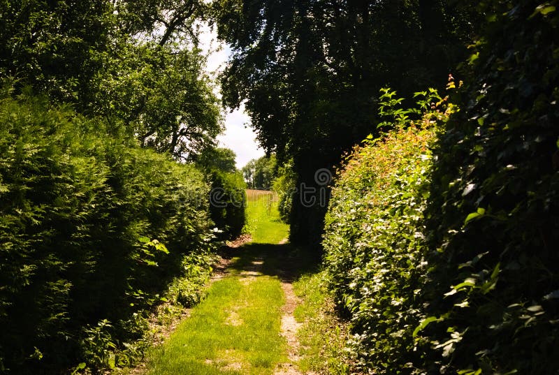 Path through Green Bushes in the Sun Stock Image - Image of sunlight ...