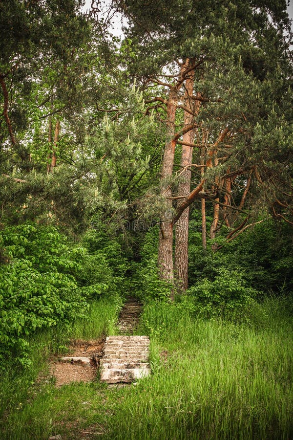 Hidden Picturesque Staircase in the Forest Thicket Stock Photo - Image ...