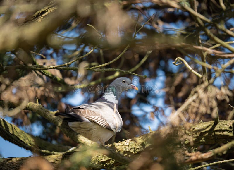 Hidden Pigeon stock photo. Image of hide, festhers, perched - 217004294