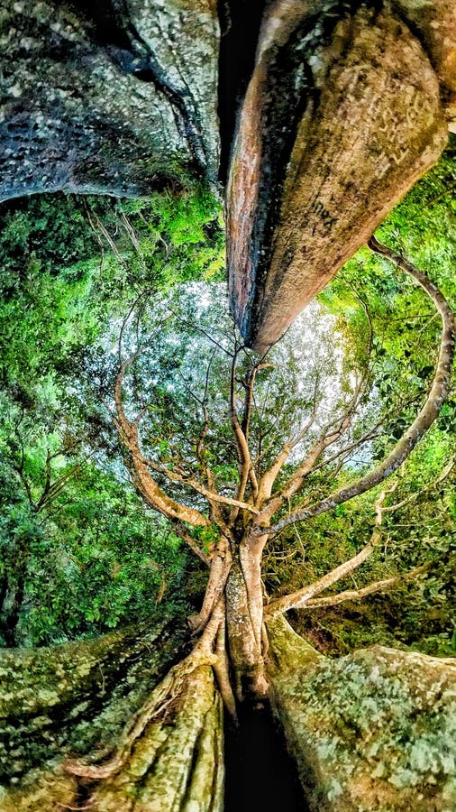 Wildphotos Stock Photos - Free & Royalty-Free Stock Photos from Dreamstime