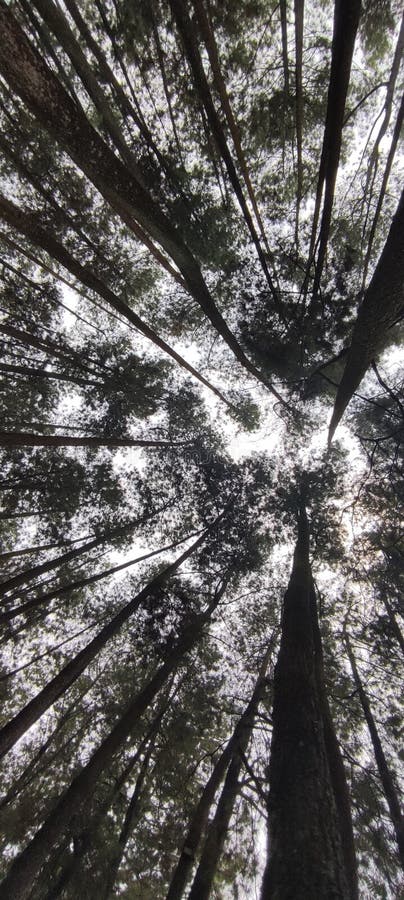 Hidden Place with a View of Pine Trees Stock Image - Image of place ...