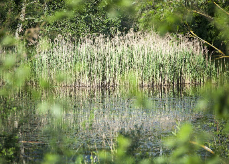 The Hidden Pond stock photo. Image of hidden, lake, reflection - 123314692