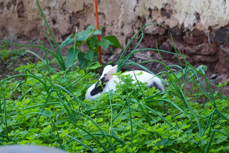 Hidden Rabbit Eating Vegetables from the Vegetable Garden. Rabbit Pest ...