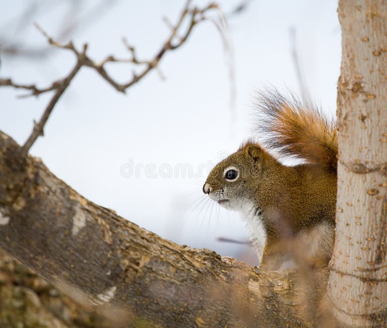 Hidden Red Squirrel stock image. Image of camouflaged, hidden - 420523