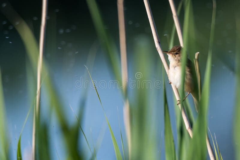 Hidden bird watching tower stock image. Image of hidden - 54905813