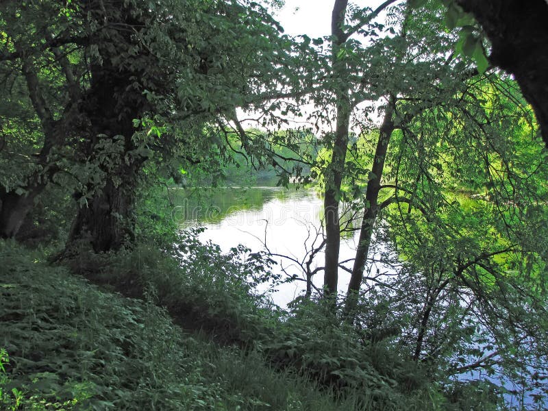 Hidden River for Branches of Trees Stock Photo - Image of hidden, bush ...