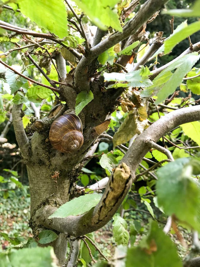 Snail on a branch stock photo. Image of fence, bush - 128598118