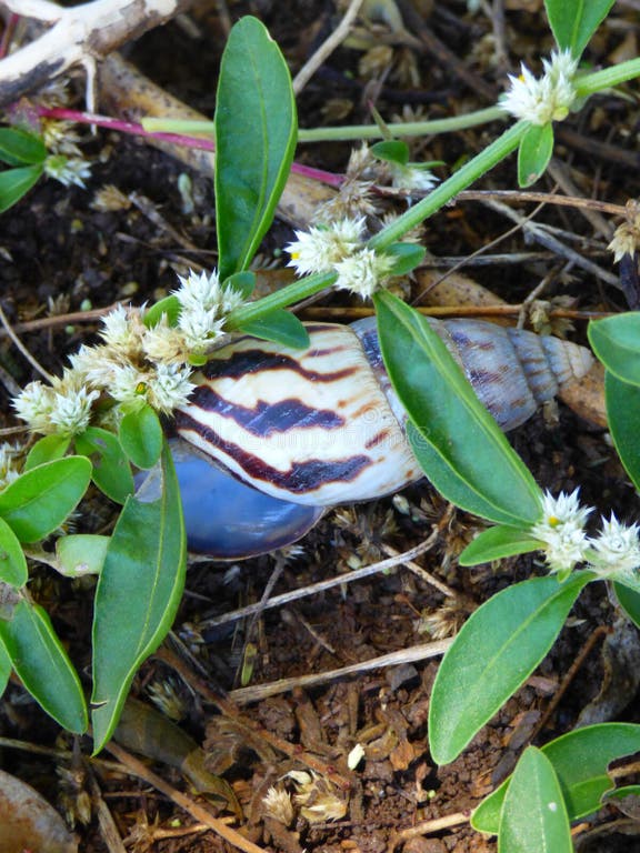 A Hidden Snail in the Flower Stock Photo - Image of kenya, flower ...