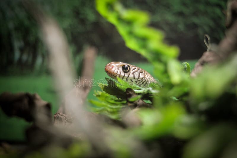 A Snake Hidden In The Grass Stock Photo - Image of hunting, ambush ...