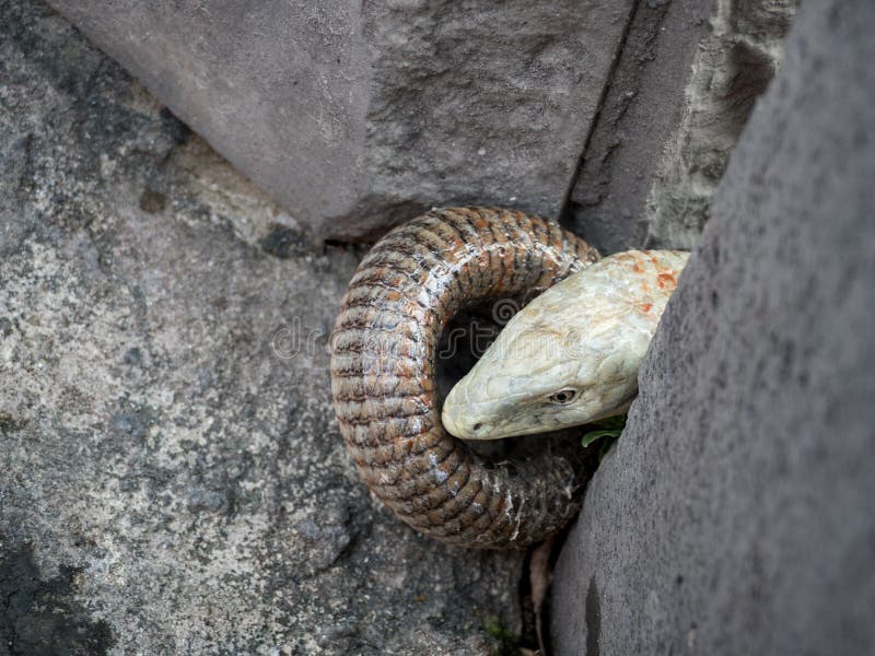 Hidden Snake Waiting for a Victim Stock Photo - Image of reptile ...