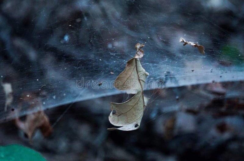 Hidden Spider stock photo. Image of dark, faint, hidden - 98058372