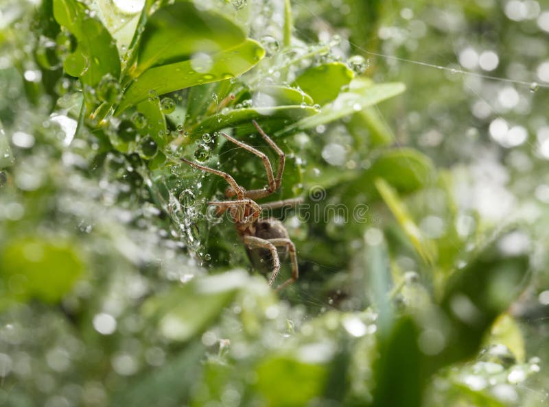 Hidden spider stock image. Image of drop, rain, cobweb - 71301425