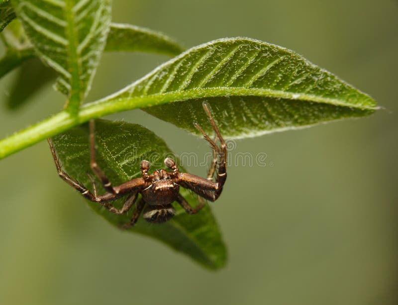Hidden spider stock image. Image of life, arthropod, wild - 84718603