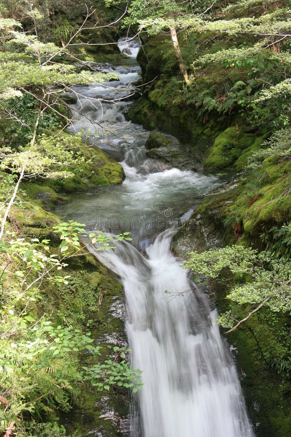 Hidden Stream stock photo. Image of park, beech, landscape - 14818752