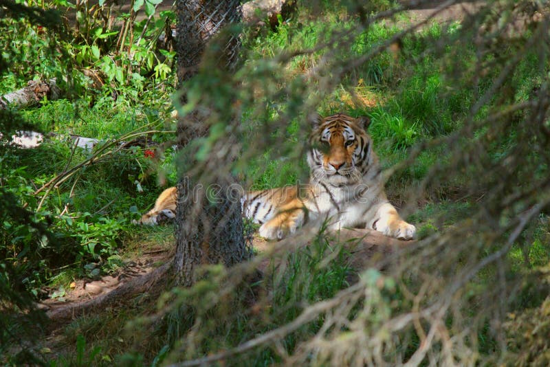 Hidden tiger stock photo. Image of trees, hidden, tiger - 83681758