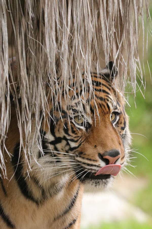 Hidden Tiger stock photo. Image of love, exotic, raptor - 169718184