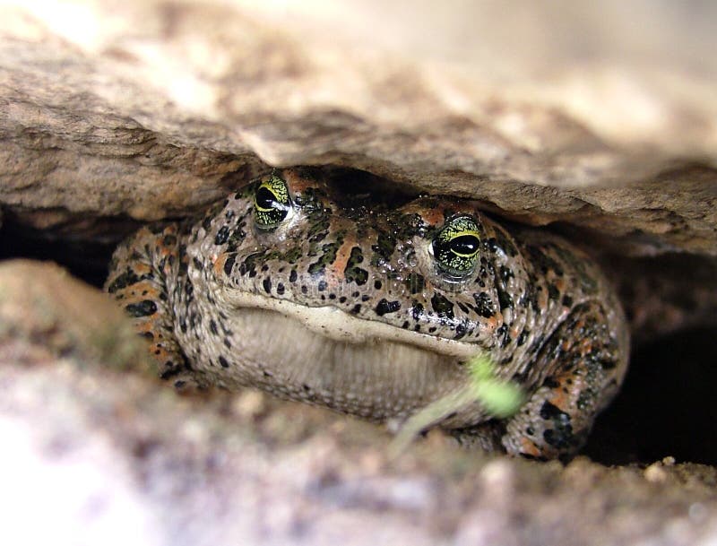 Hidden toad stock photo. Image of epidalia, calamita - 22150514