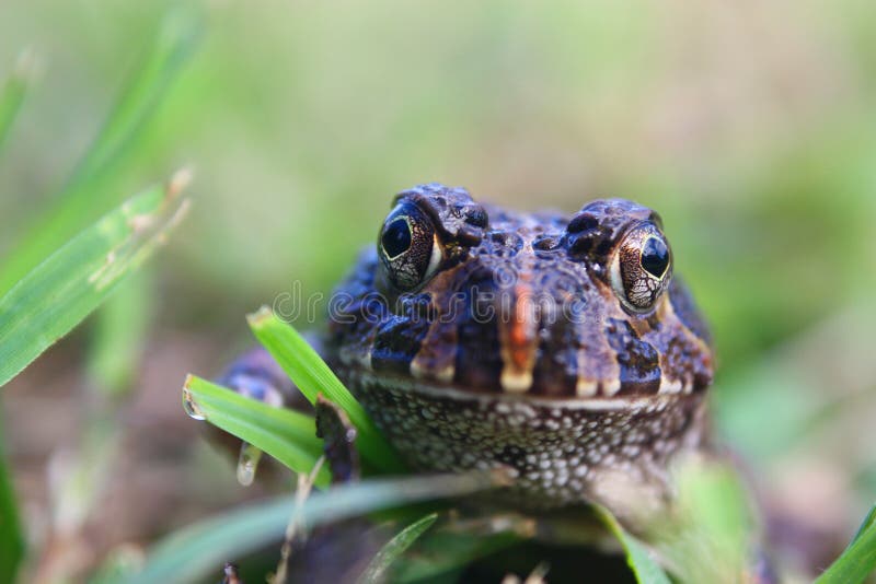 Hidden toad stock photo. Image of epidalia, calamita - 22150514