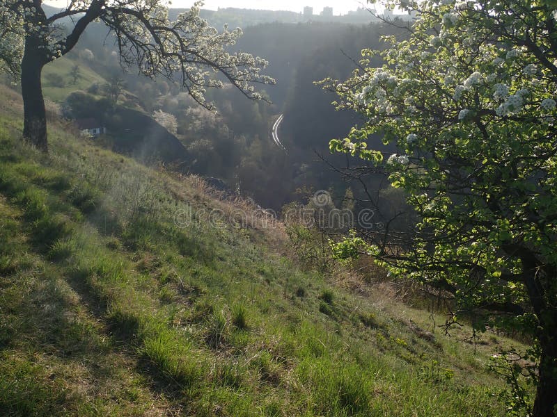 Hidden Trail in the Green Wood Stock Image - Image of hinge, light ...