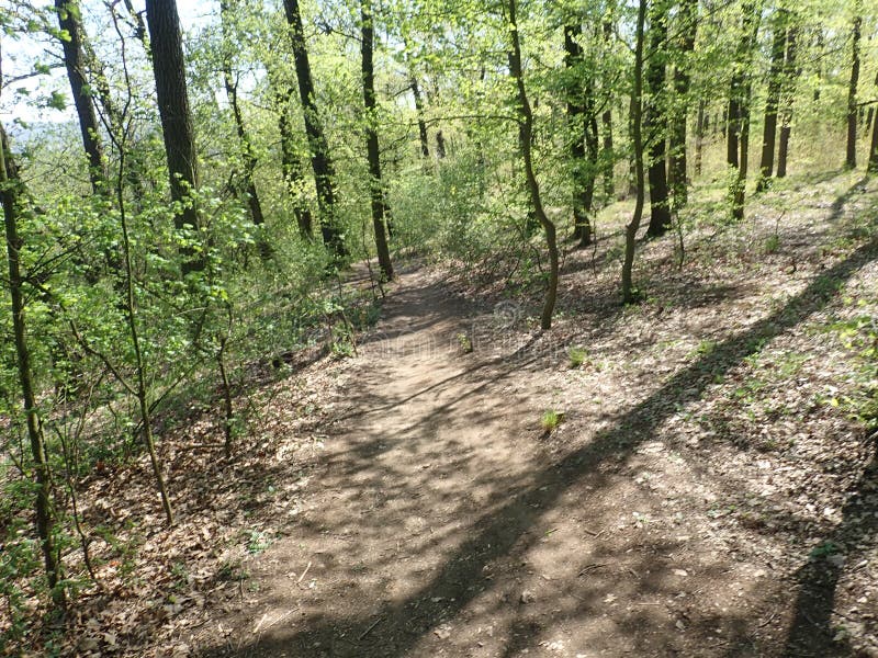 Hidden Trail in the Green Wood Stock Image - Image of bricht, fresh ...