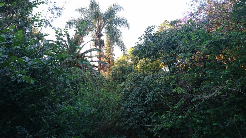 Hidden Tree Behind the Forest Stock Image - Image of tree, garden ...