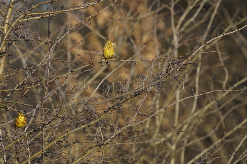Hidden Tree Branches Small Bunting Stock Photos - Free & Royalty-Free ...