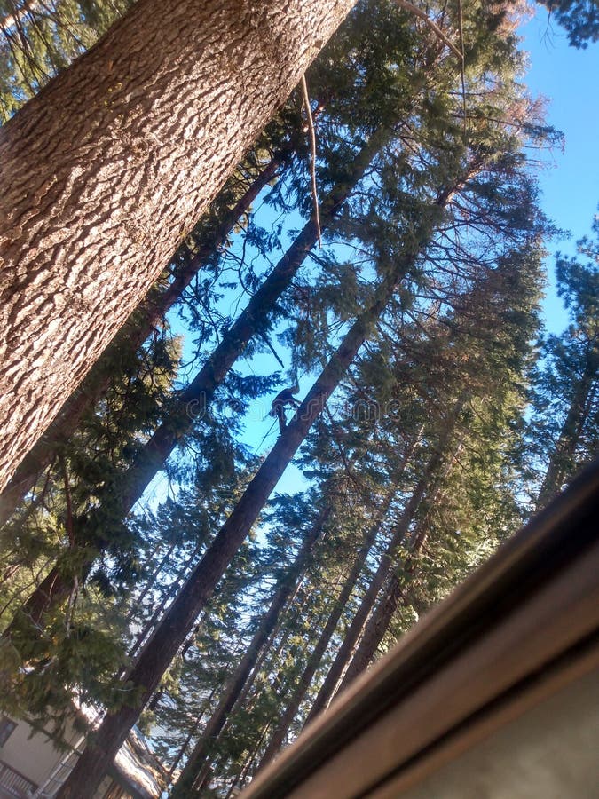 Hidden tree climber stock photo. Image of plant, climber - 247066098