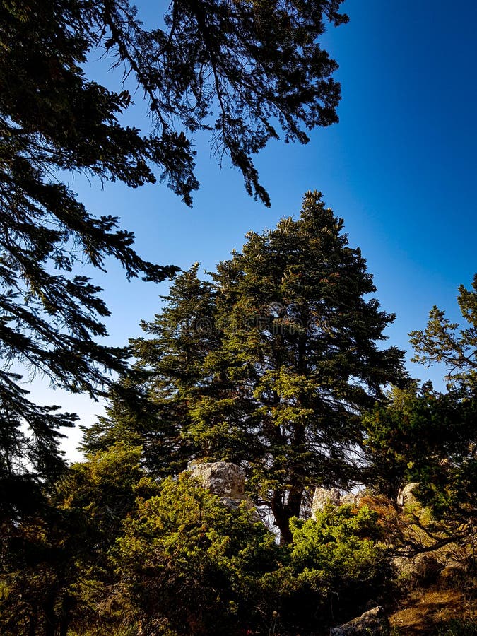 The hidden tree stock photo. Image of hidden, mountain - 194903150