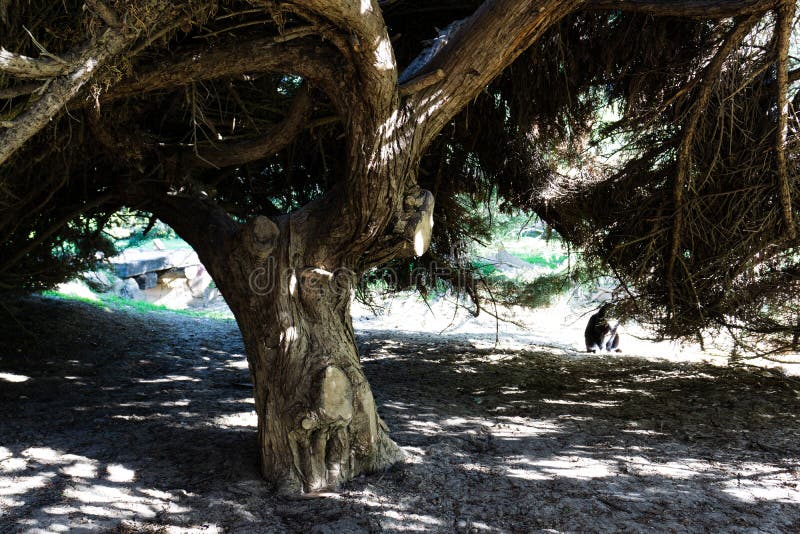 Hidden Under the Shade of an Old Tree and Sunbathing Stock Photo ...