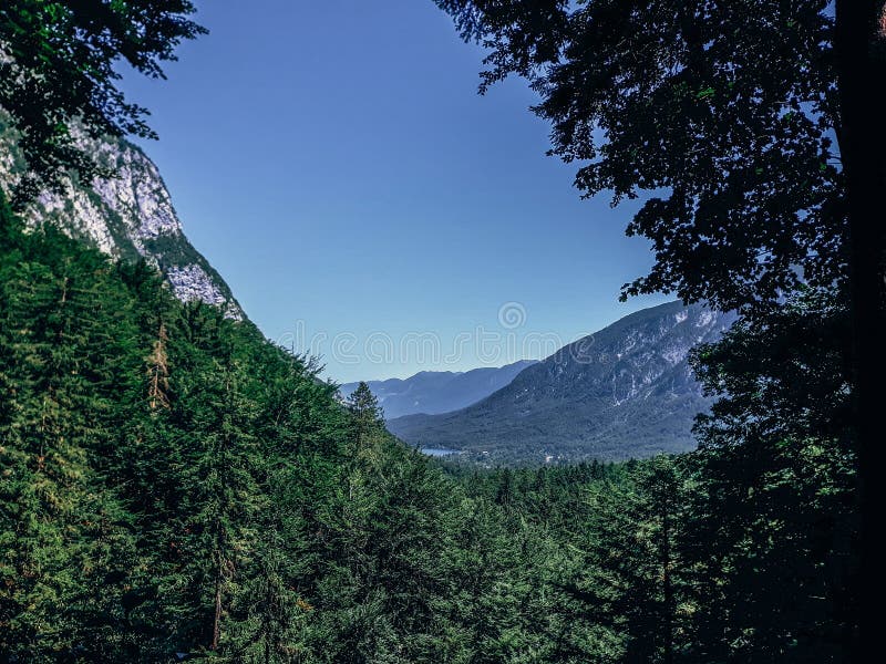 Hidden view from a forest stock photo. Image of tree - 219264744