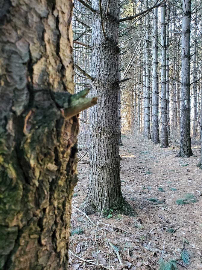 Hidden from View in Perth County Stock Image - Image of healthy, bright ...