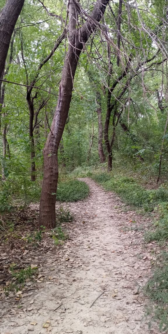 The hidden walkway stock image. Image of vegetation - 233050193