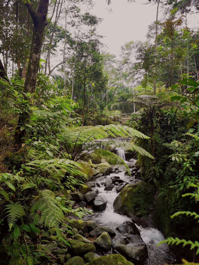 Hidden Waterfall in the Middle of a Shady Forest Stock Photo - Image of ...