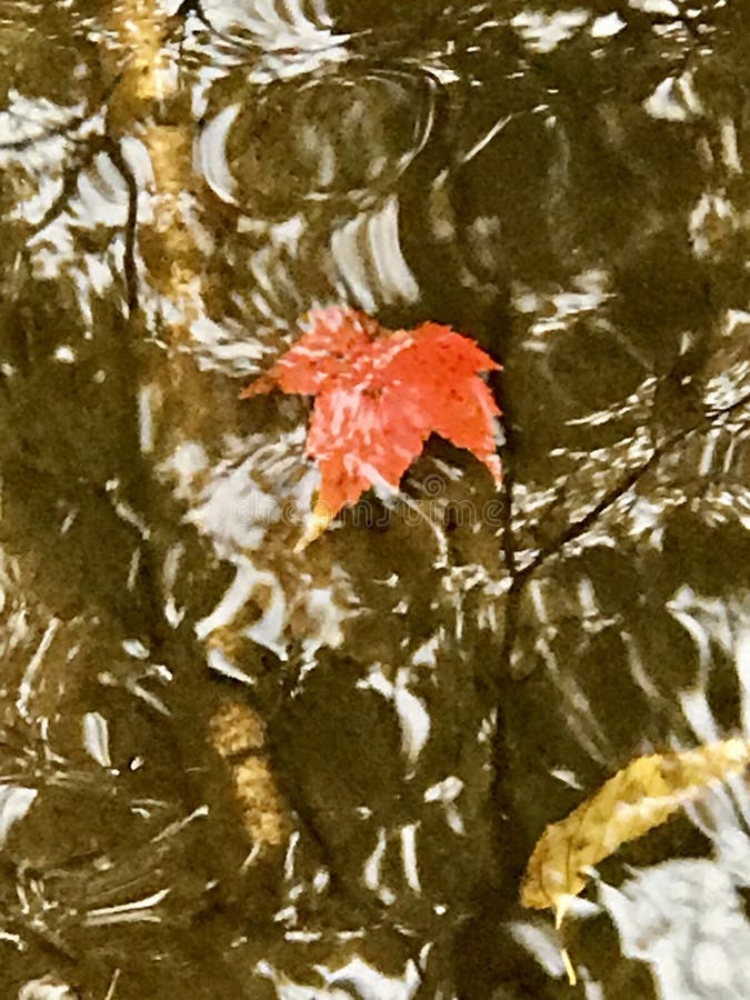 Hidden stock image. Image of hidden, fall, colors, cataluchee - 98055577