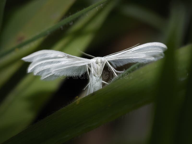 Hidden white moth stock image. Image of closeup, white - 285845705