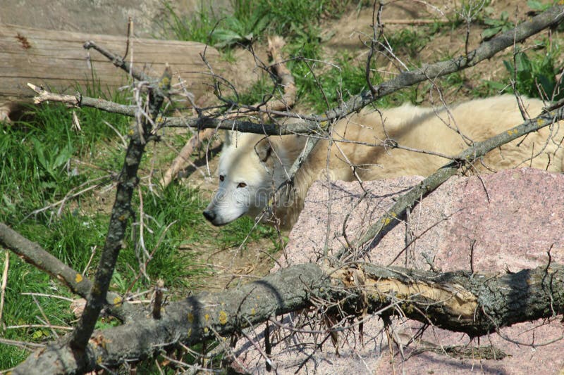 Hidden white wolf stock photo. Image of stands, carnivore - 277218688
