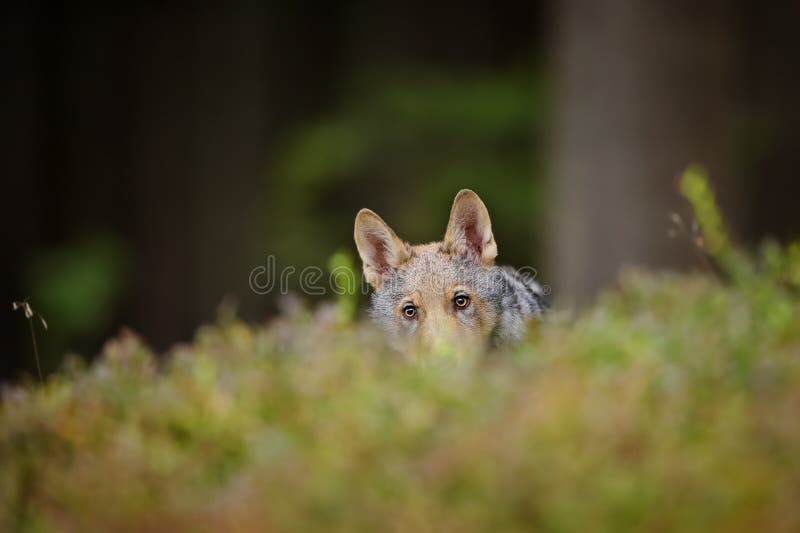 Hidden Wolf Behind the Branch. Stock Photo - Image of carnivore, nature ...