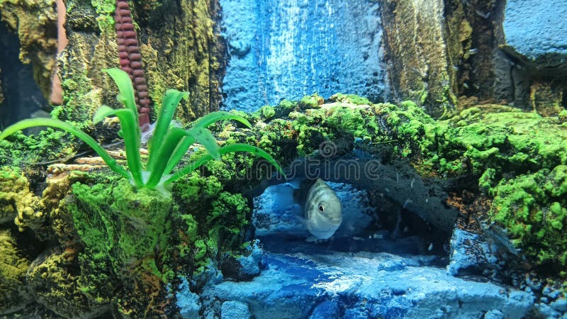 A Hidden World Beneath the Surface Stock Image - Image of reef, garden ...