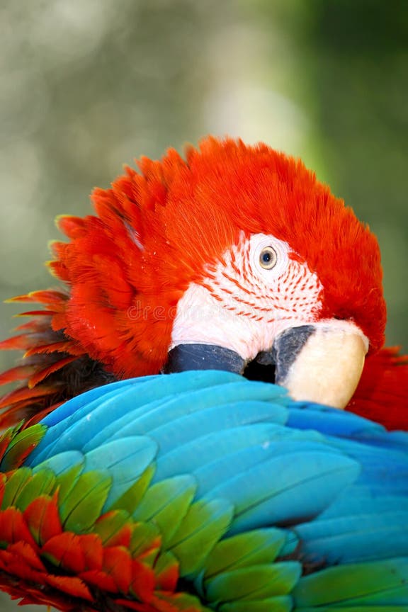 Hide Beak stock image. Image of outside, hiding, pattern - 1382399