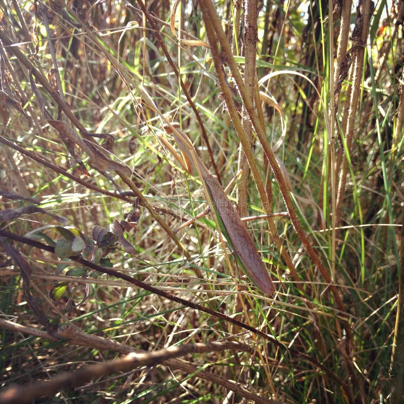 Praying Mantis stock photo. Image of summer, control - 34178168