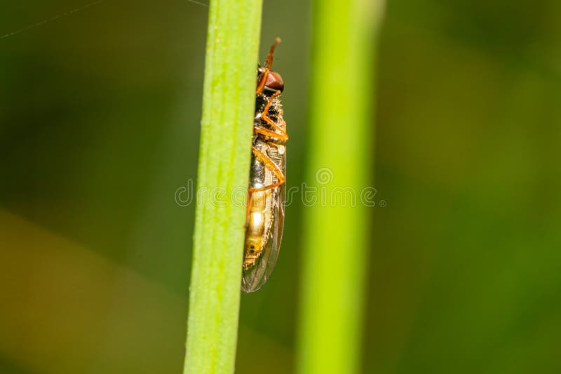 Hide and seek stock photo. Image of beauty, outdoors - 229052422